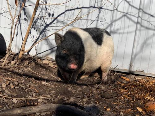 Meet Bert! *UPDATE: ADOPTED!!!* – AdoptMe!