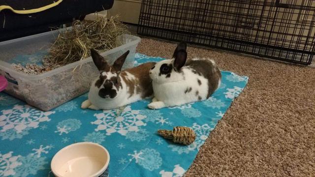 Meet Bruiser & Rocky! *UPDATE: ADOPTED!!!* – AdoptMe!