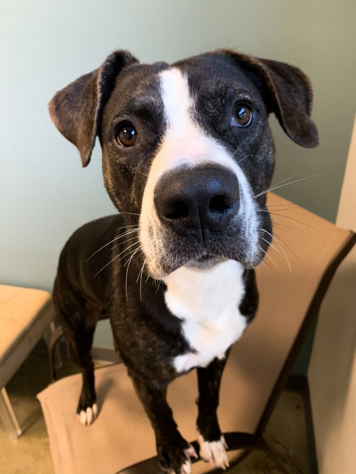 Meet Axel! *UPDATE: ADOPTED!!!* – AdoptMe!