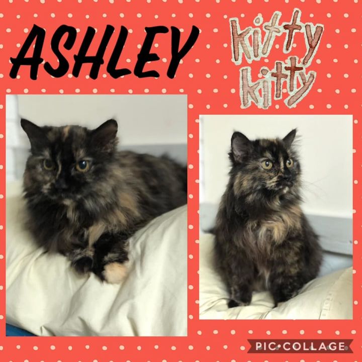 Meet Ashley! *UPDATE: ADOPTED!!!* – AdoptMe!