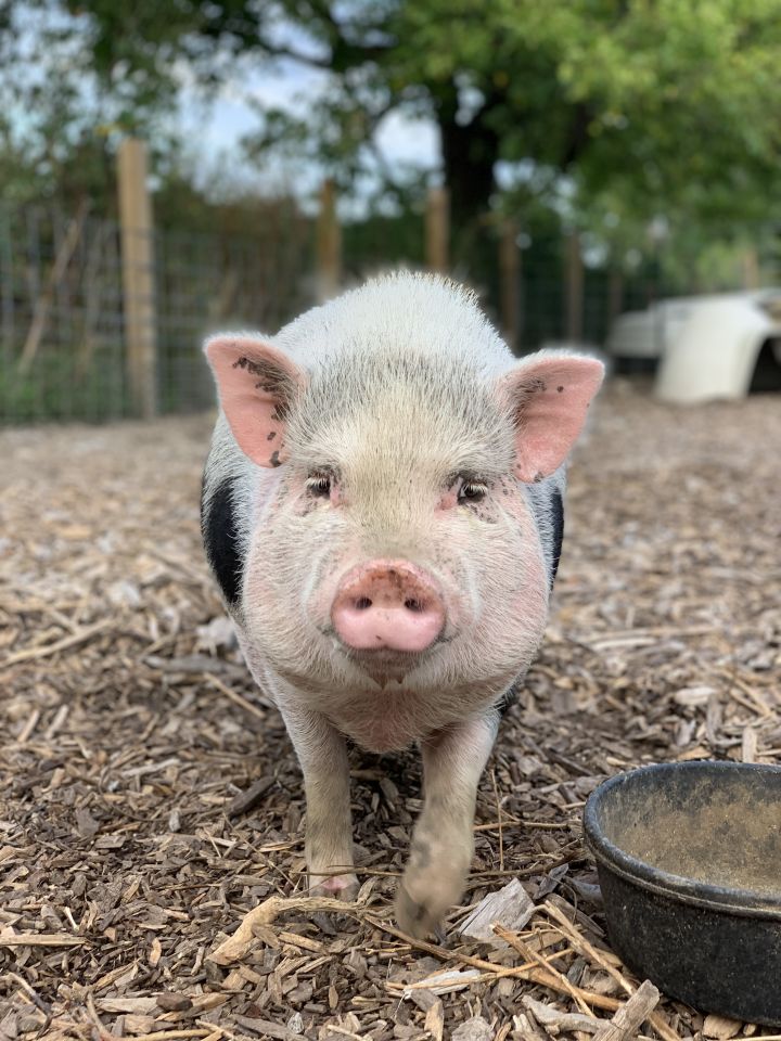 Meet Marley! *400th Adoptable Posted!* *UPDATE: ADOPTED!!!* – AdoptMe!