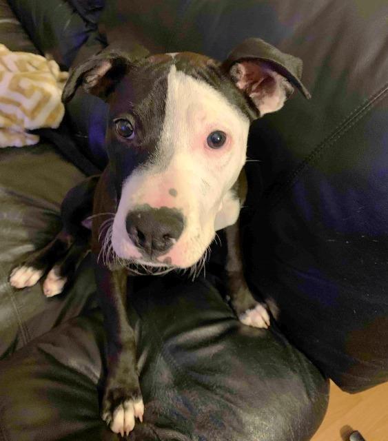 Meet Orca Mae! *UPDATE: ADOPTED!!!* – AdoptMe!