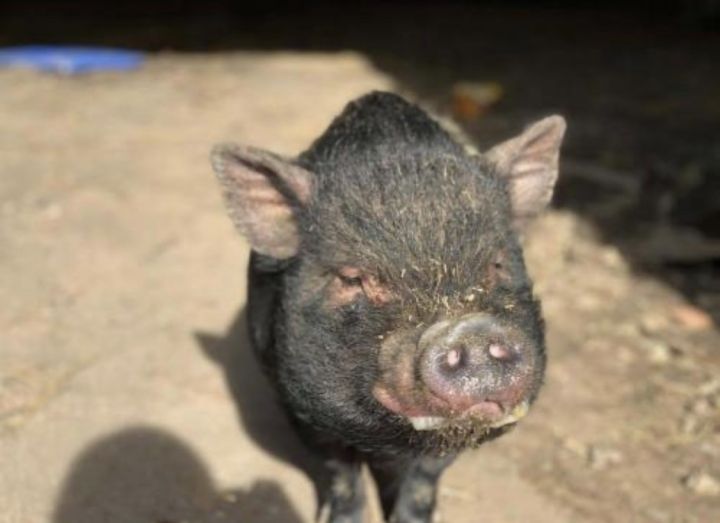 Meet Elf! – AdoptMe!