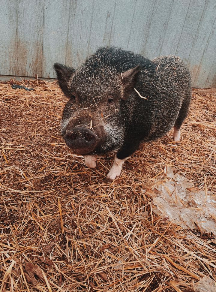 Meet Cricket! *UPDATE: ADOPTED!!!* – AdoptMe!