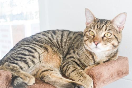 Meet Edward Cullen! *UPDATE: ADOPTED!!!* – AdoptMe!