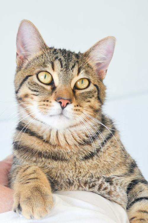 Meet Eeyore! *UPDATE: ADOPTED!!!* – AdoptMe!