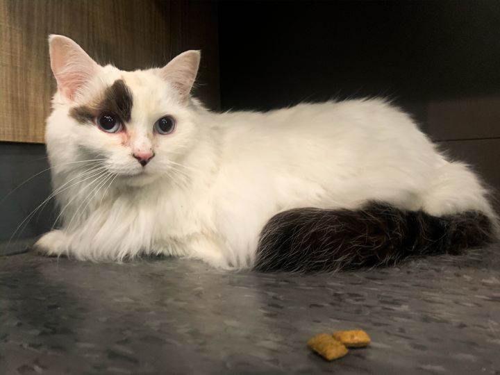 Meet Patches! *UPDATE: ADOPTED!!!* – AdoptMe!