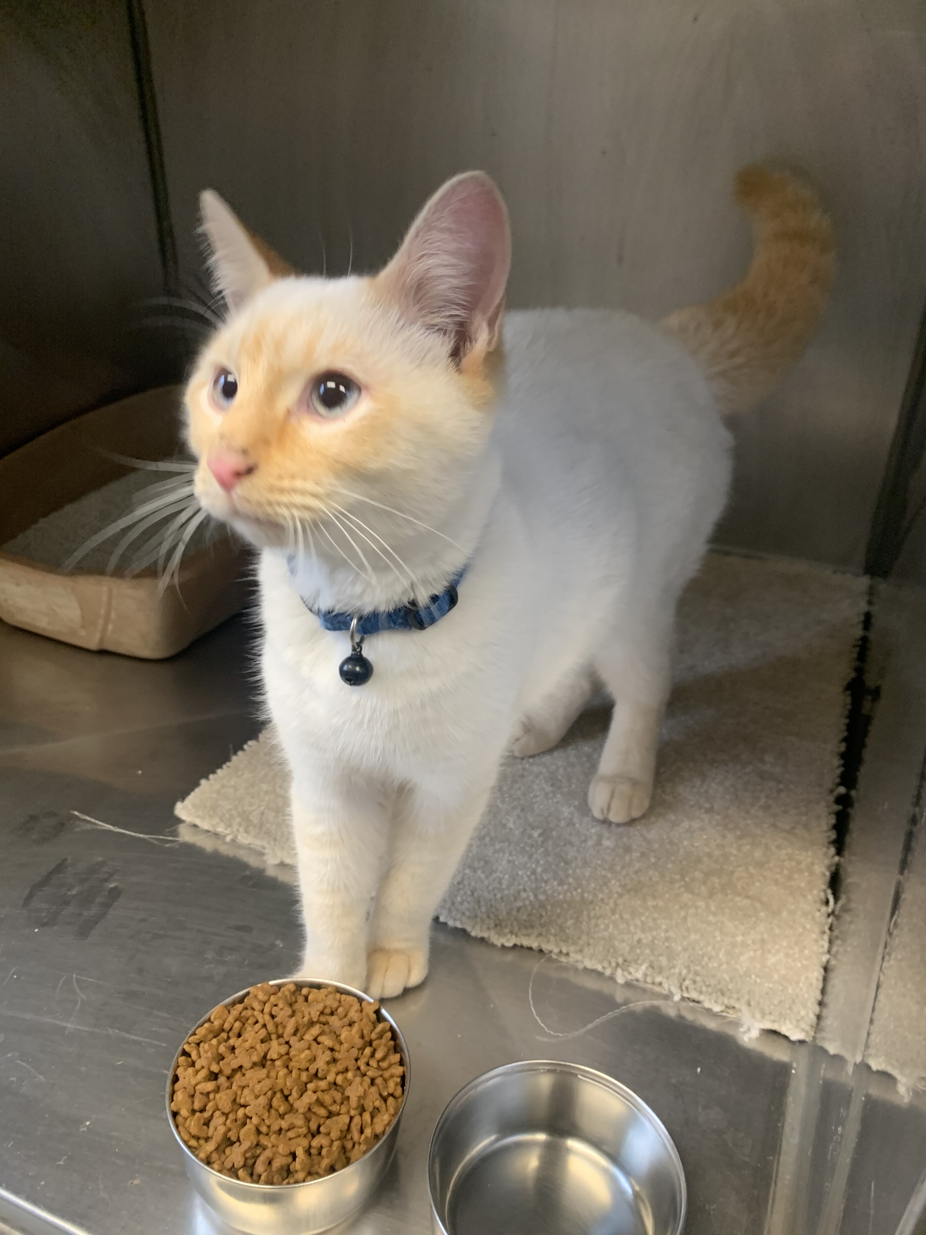 Meet Snowflake! *UPDATE: ADOPTED!!!* – AdoptMe!