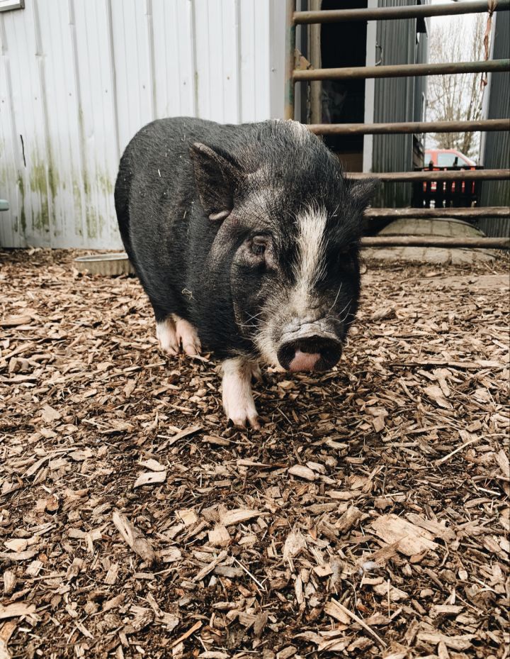 Meet Little Pig! *UPDATE: ADOPTED!!!* – AdoptMe!