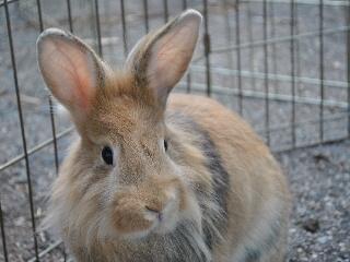 Meet Cupcake! *UPDATE: ADOPTED!!!* – AdoptMe!