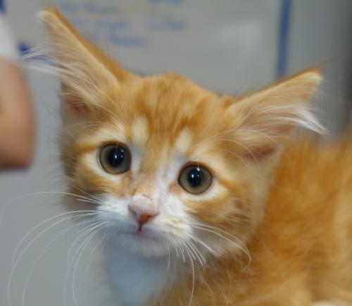 Meet Jesse Owens! *UPDATE: ADOPTED!!!* – AdoptMe!