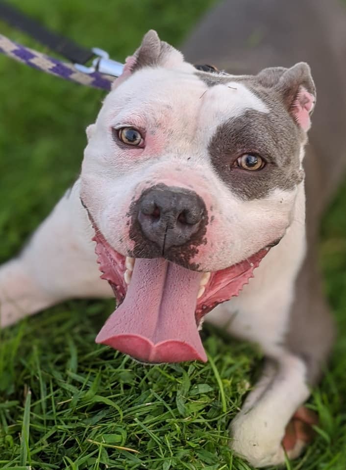 Meet Patches! *UPDATE: ADOPTED!!!* – AdoptMe!