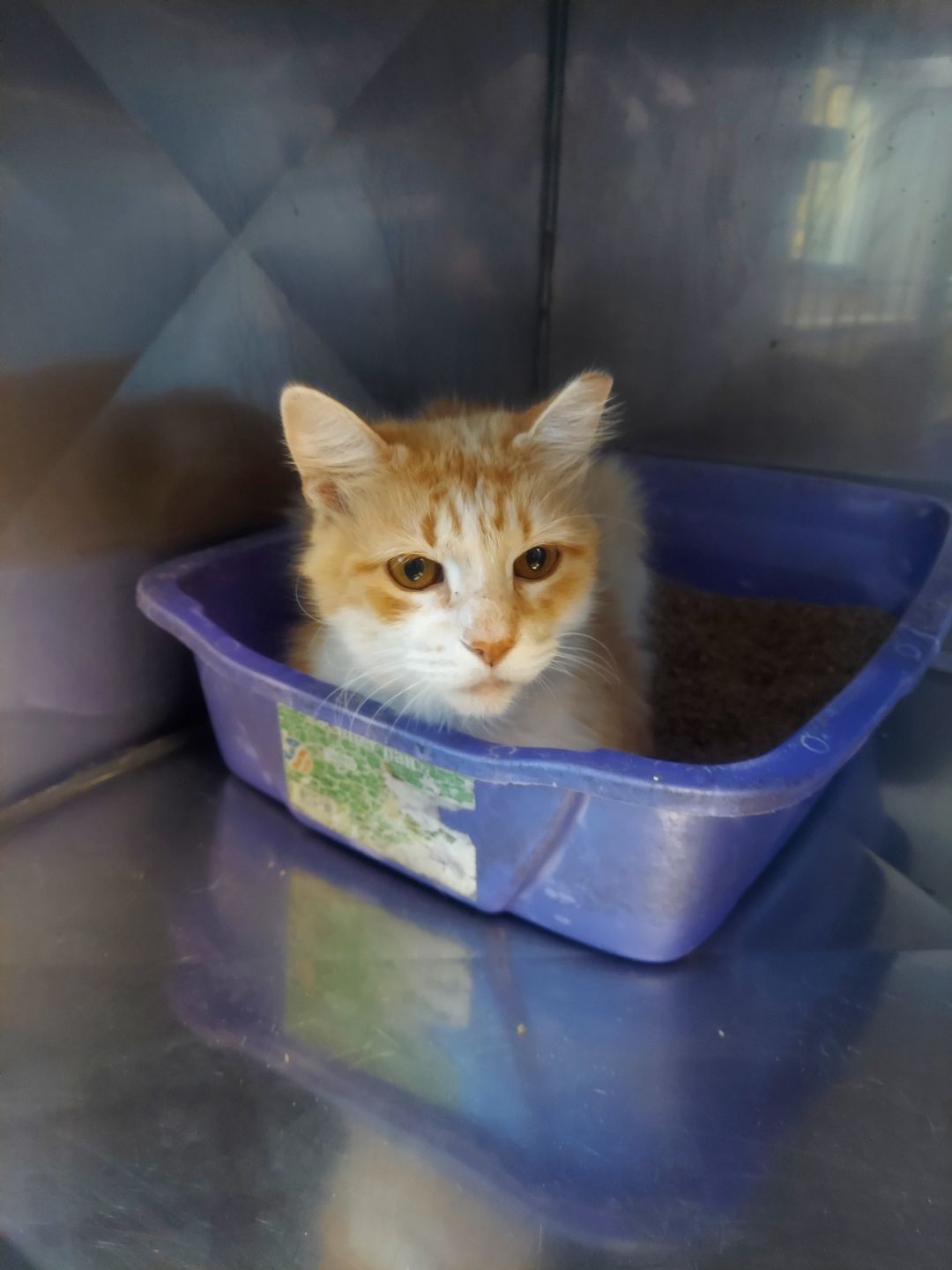 Meet Chopper! *UPDATE: ADOPTED!!!* – AdoptMe!