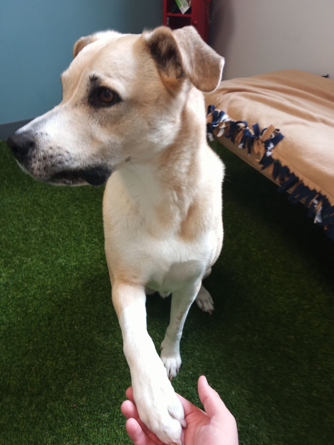 Meet Rocky! *UPDATE: ADOPTED!!!* – AdoptMe!