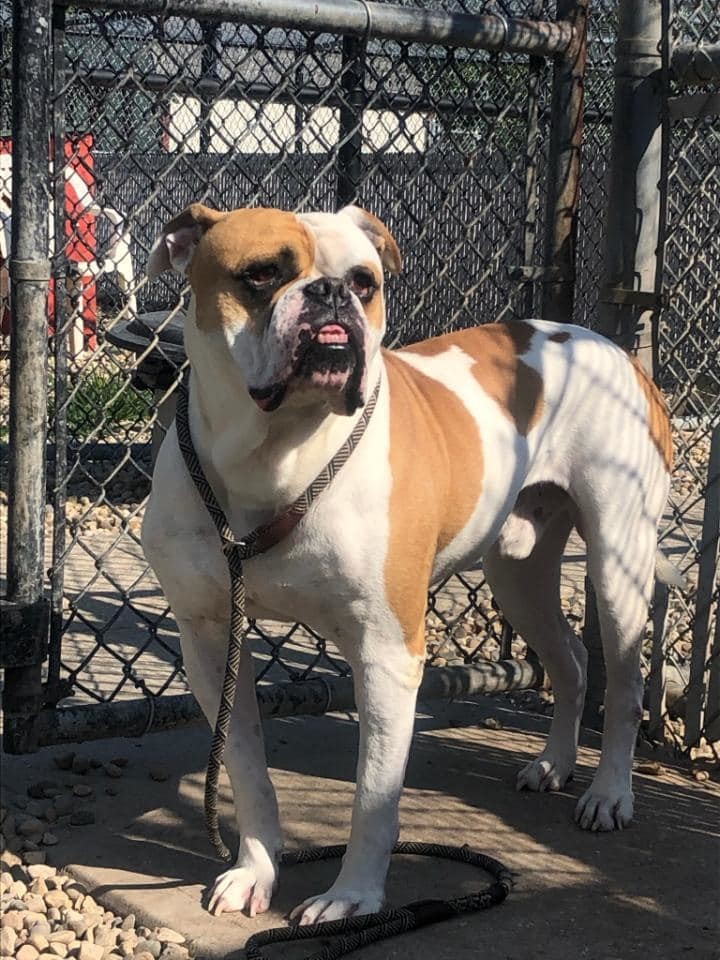 Meet Cooper! *UPDATE: ADOPTED!!!* – AdoptMe!