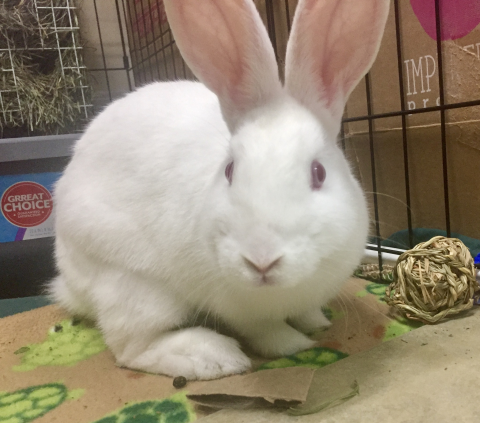 Meet Eliza! *UPDATE: ADOPTED!!!* – AdoptMe!