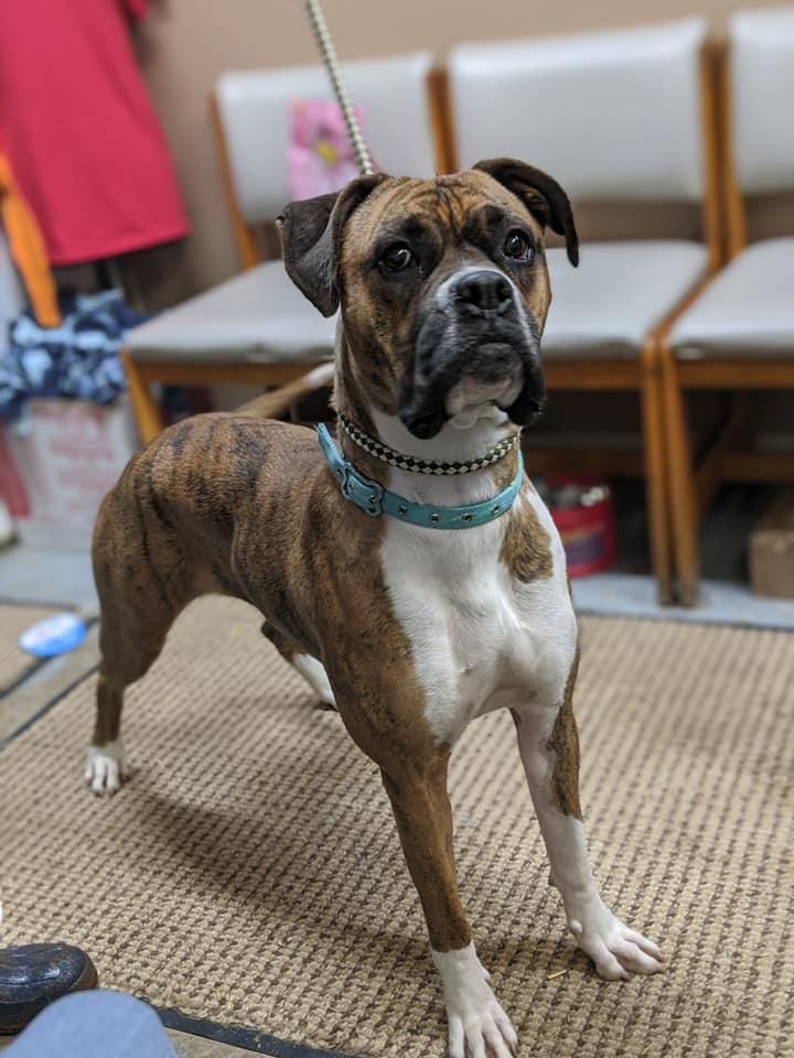 Meet Roxy! *UPDATE: ADOPTED!!!* – AdoptMe!