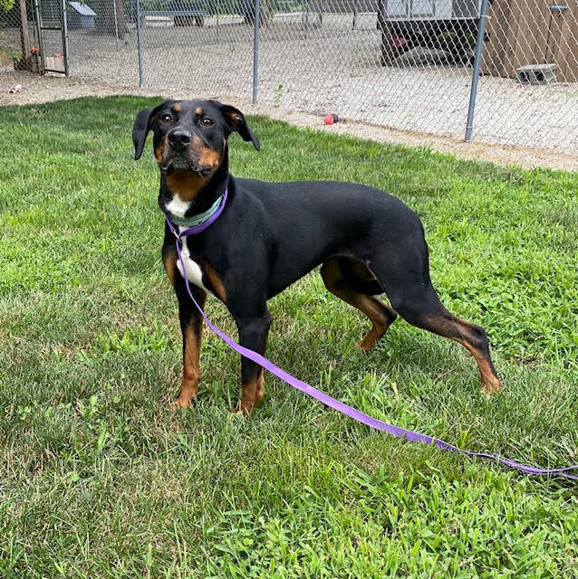 Meet Rebel/Luna! *UPDATE: ADOPTED!!!* – AdoptMe!