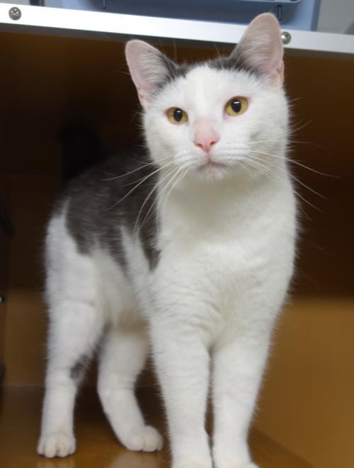 Meet Oliver Wendell Douglas! *UPDATE: ADOPTED!!!* – AdoptMe!