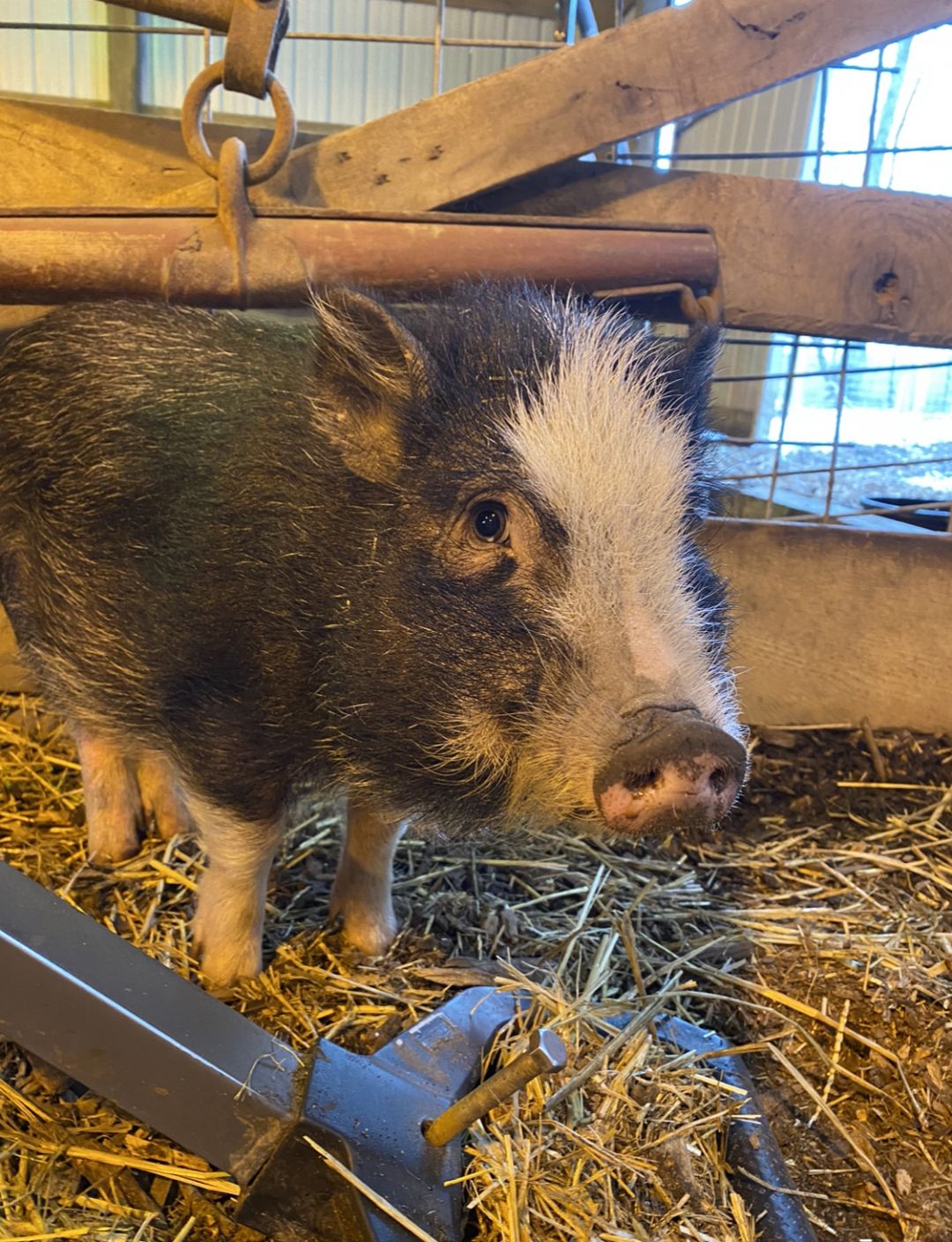 Meet Bingo! *UPDATE: ADOPTED!!!* – AdoptMe!