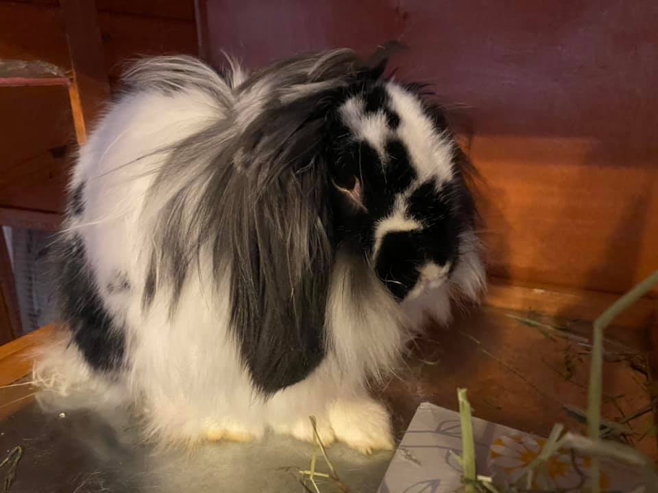 The Rainbow Bridge – AdoptMe!