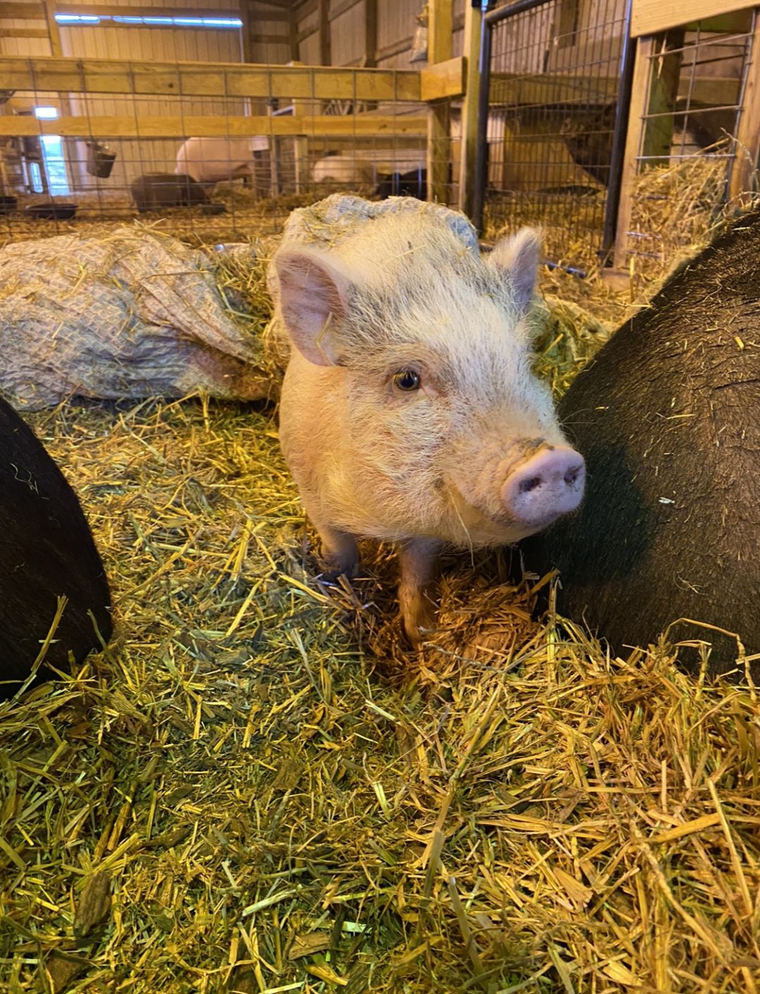 Meet Enzo! *UPDATE: ADOPTED!!!* – AdoptMe!