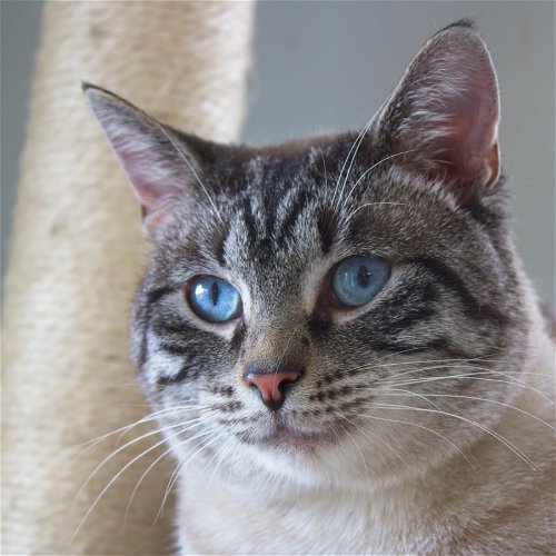 Meet Barnabas Collins! *UPDATE: ADOPTED!!!* – AdoptMe!