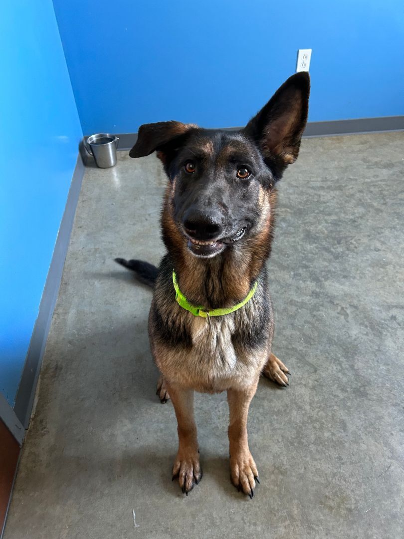 Meet Cooper! *UPDATE: ADOPTED!!!* – AdoptMe!