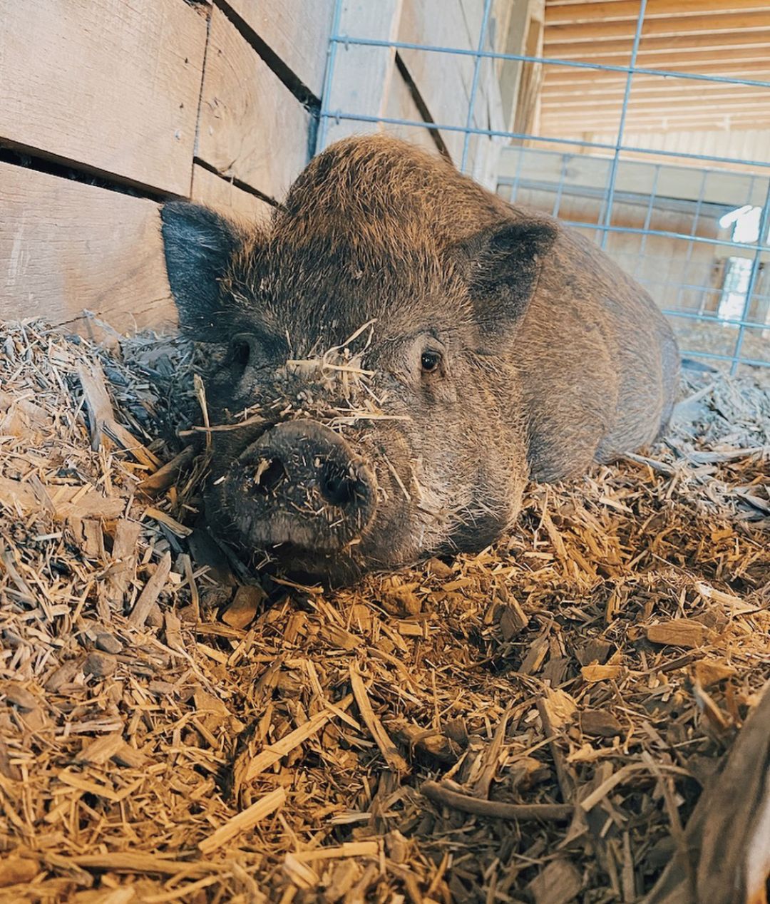 Meet Jax! – AdoptMe!