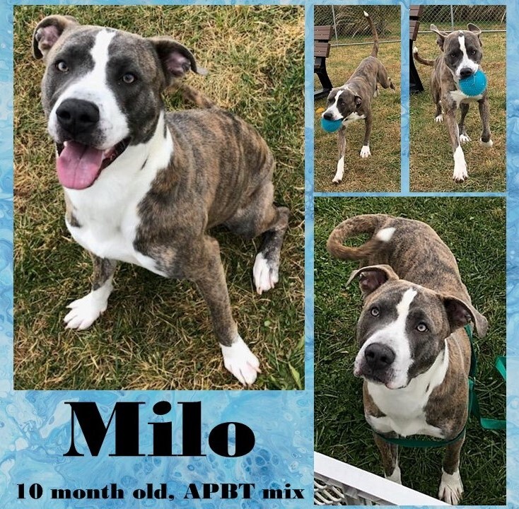 Meet Milo! *UPDATE: ADOPTED!!!* – AdoptMe!
