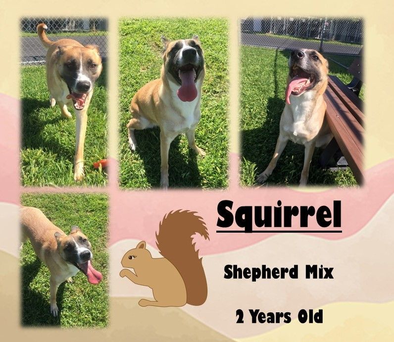 Meet Squirrel! *UPDATE: ADOPTED!!!* – AdoptMe!