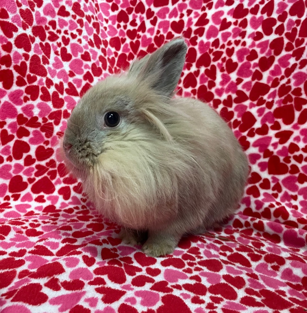 Meet Amanda! *UPDATE: ADOPTED!!!* – AdoptMe!