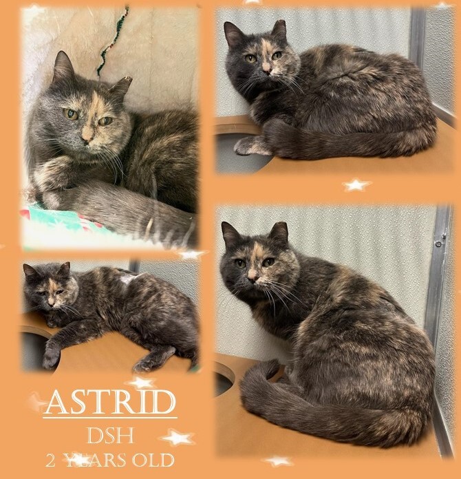 Meet Astrid! *UPDATE: ADOPTED!!!* – AdoptMe!