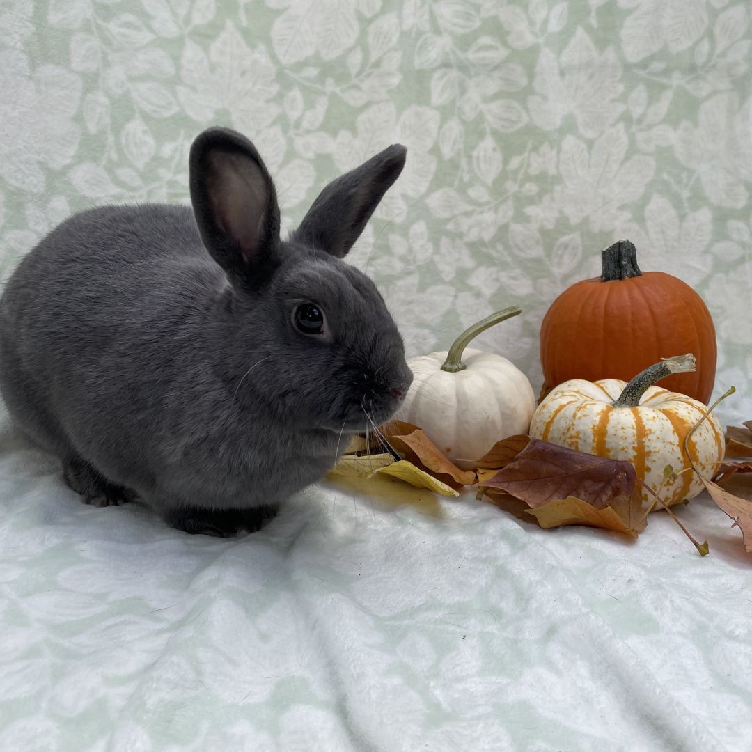 Meet BlueBelle! – AdoptMe!