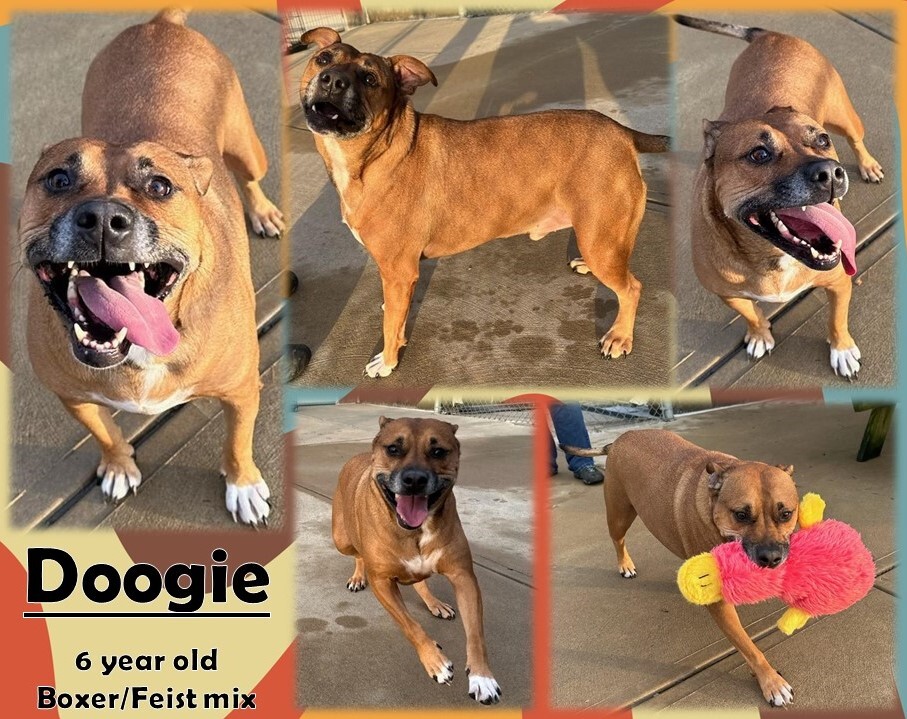 Meet Doogie! *UPDATE: ADOPTED!!!* – AdoptMe!