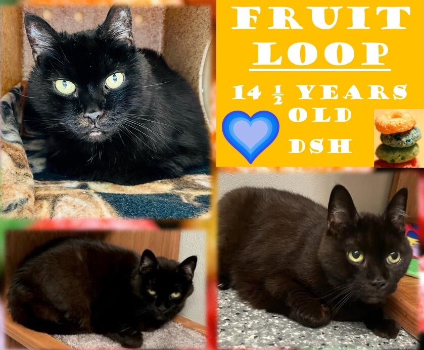 Meet Fruit Loop! *SPECIAL NEEDS* *UPDATE: ADOPTED!!!* – AdoptMe!