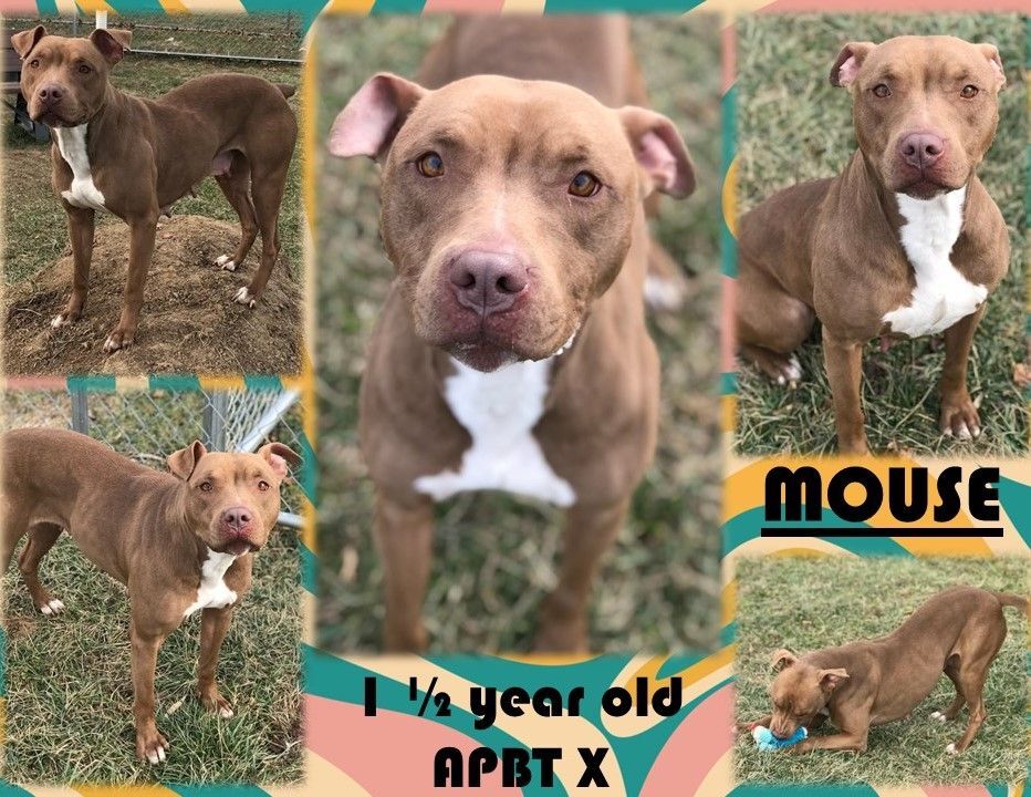 Meet Mouse! *UPDATE: ADOPTED!!!* – AdoptMe!