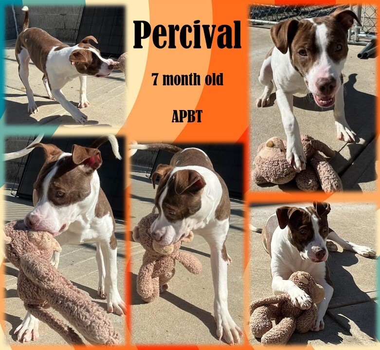 Meet Percival! *UPDATE: ADOPTED!!!* – AdoptMe!