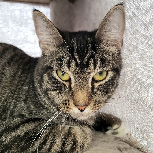 Meet Elf! *UPDATE: ADOPTED!!!* – AdoptMe!