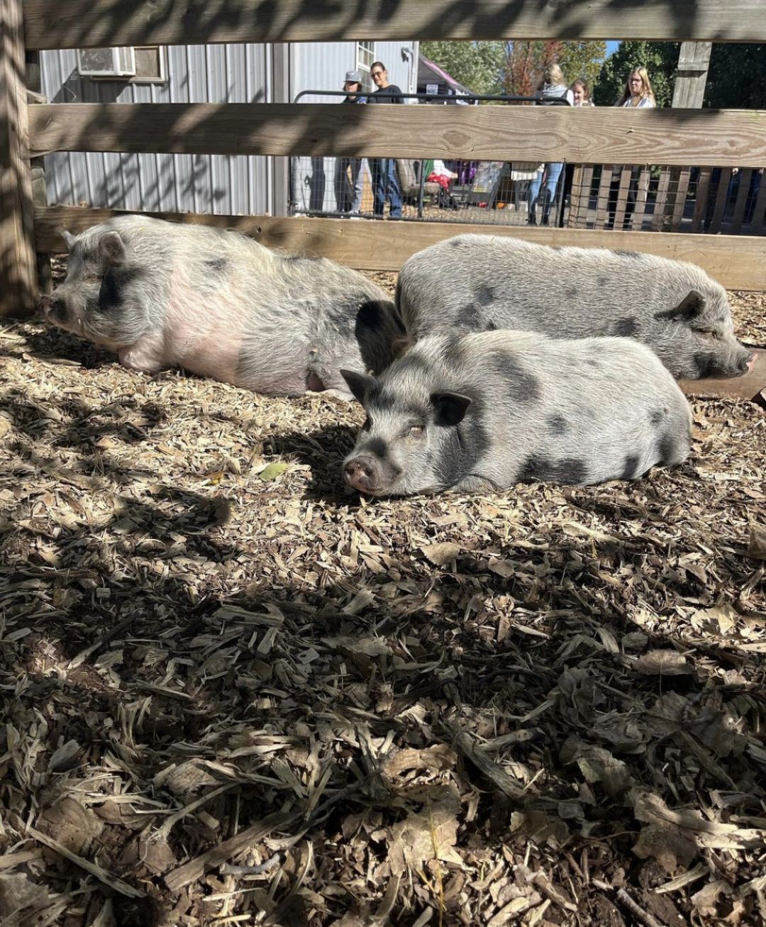 Meet Percy, Perry Winkle & Mama Pearl! – AdoptMe!