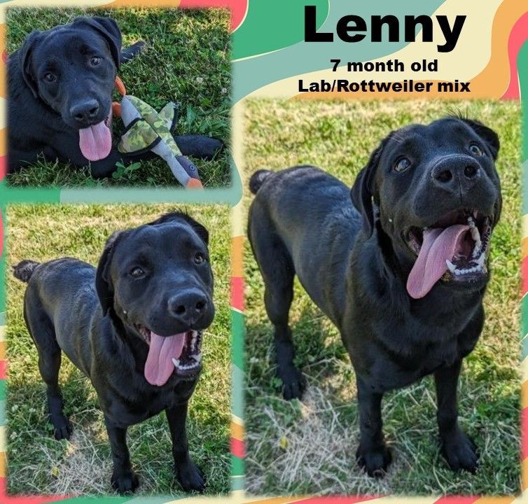Meet Lenny! *UPDATE: ADOPTED!!!* – AdoptMe!