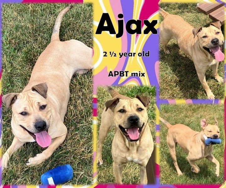 Meet Ajax! *UPDATE: ADOPTED!!!* – AdoptMe!