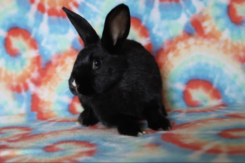 Meet Buttons! *UPDATE* – AdoptMe!