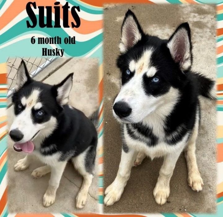 Meet Suits! *UPDATE: ADOPTED!!!* – AdoptMe!