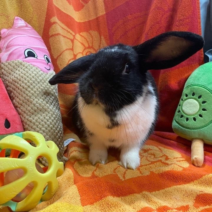 Meet Betty! *UPDATE* – AdoptMe!