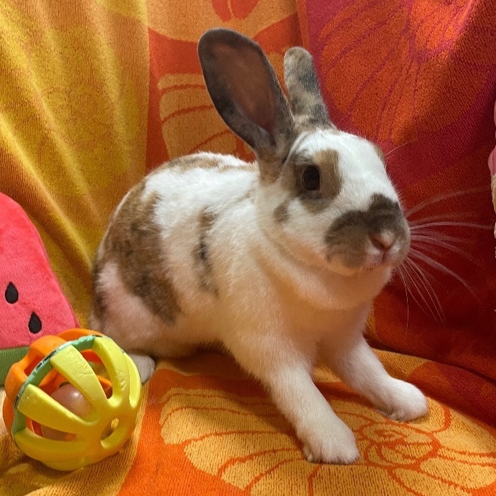 Meet Poppy! *UPDATE: ADOPTED!!!* – AdoptMe!