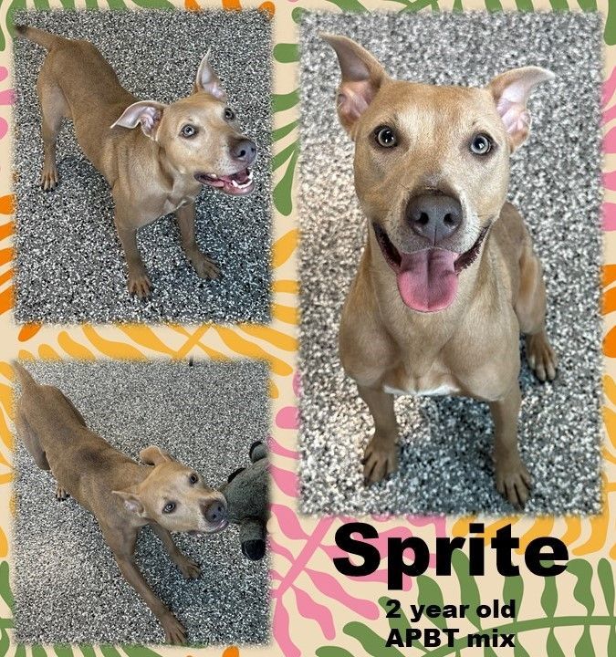 Meet Sprite! *UPDATE: ADOPTED!!!* – AdoptMe!
